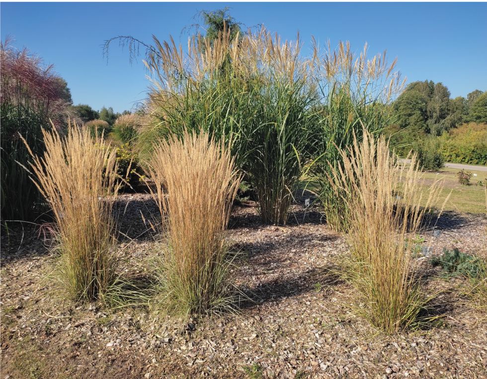 12 Stunning Plants to Elevate Your Boise Landscaping | Freedom Scapes