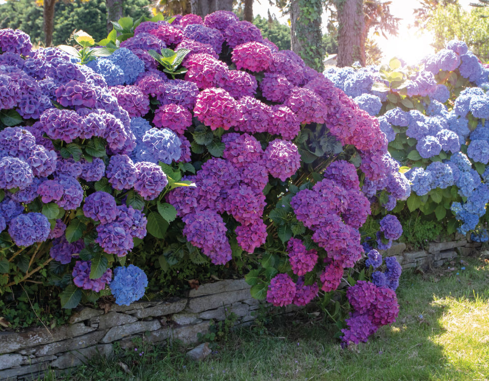 12 Stunning Plants to Elevate Your Boise Landscaping | Freedom Scapes
